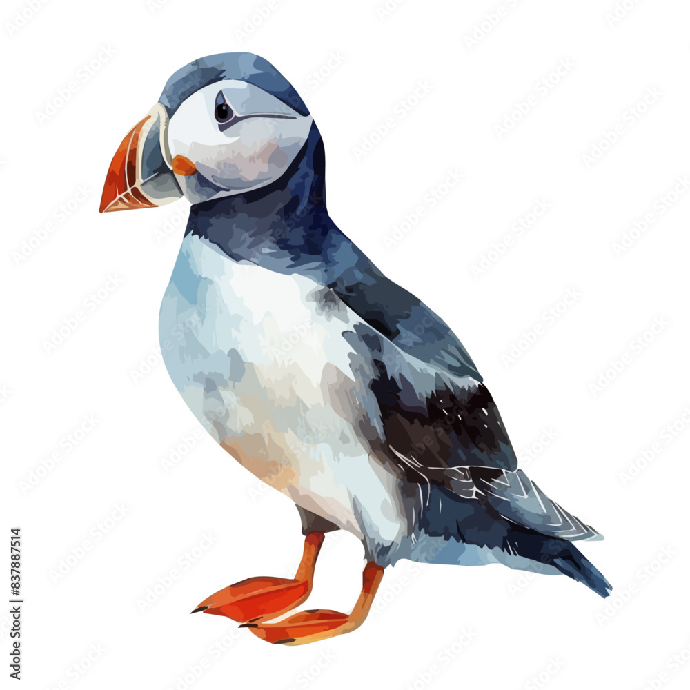 Watercolor vector of a puffin, isolated on a white background, design ...