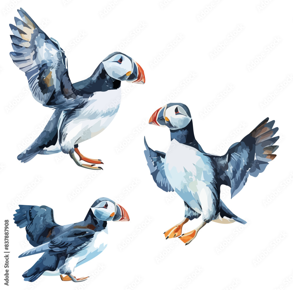 Watercolor Vector painting of a Atlantic puffin set, isolated on a ...