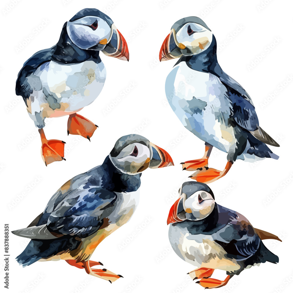 Watercolor painting of a puffin set, isolated on a white background ...