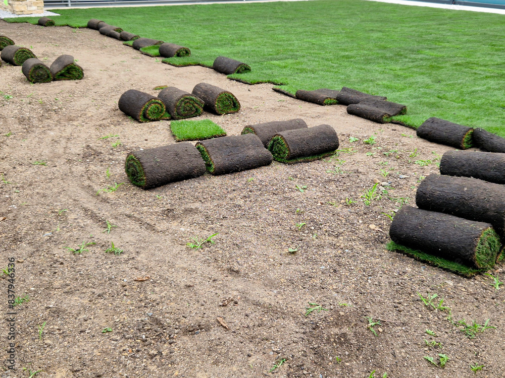 laying grass turf in the family garden. a roll of sod is driven onto ...