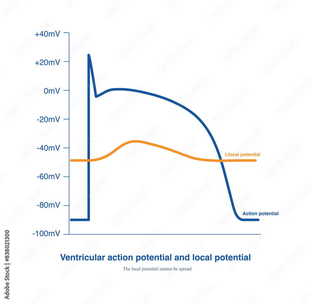 The action potential can be spread, while the local potential cannot be ...
