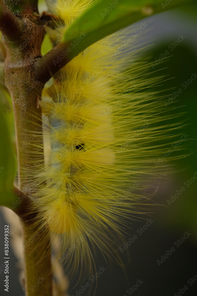 a yellow caterpillar was crawling on a twig. This caterpillar feeds on ...