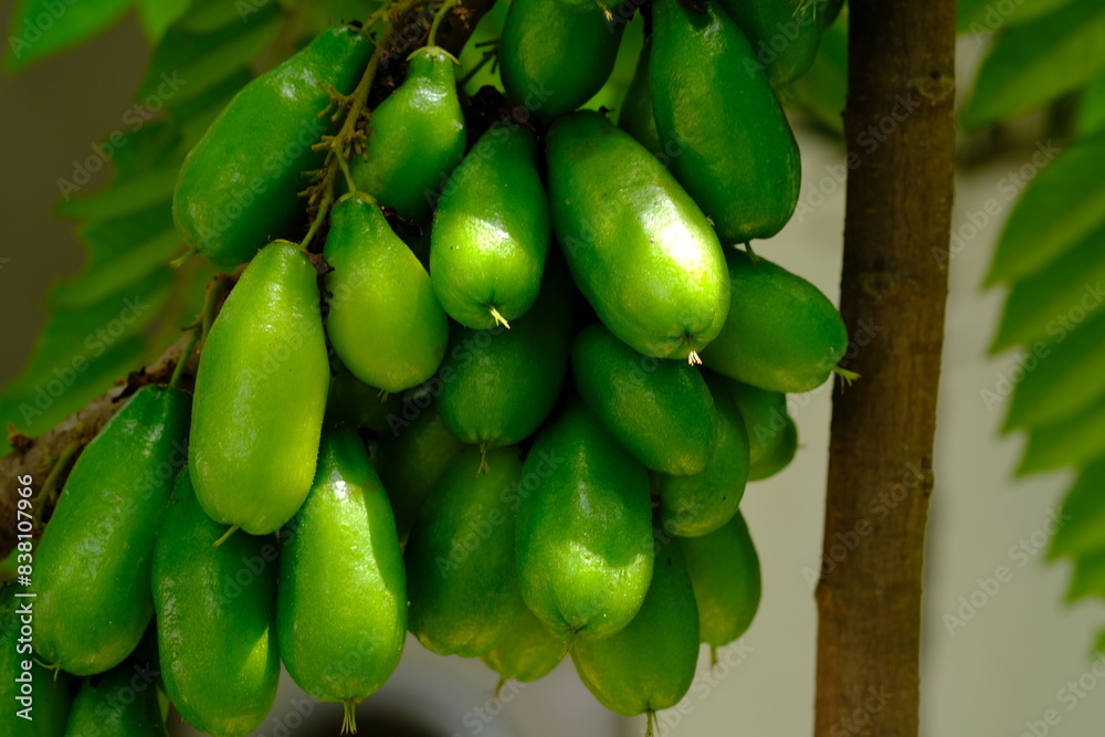 Vegetable starfruit is a type of small tree which is thought to have ...