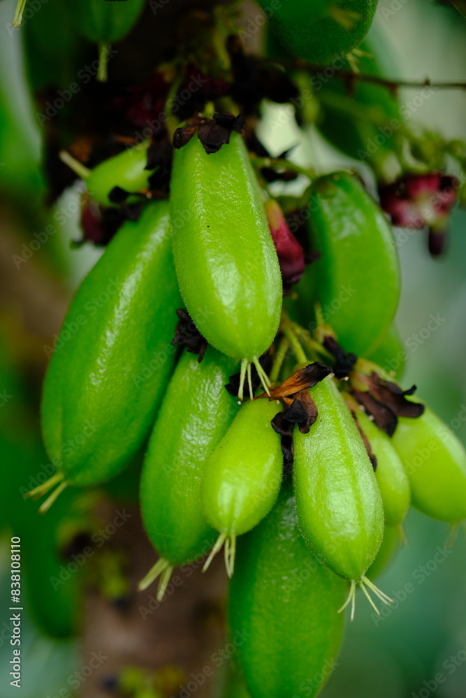 Vegetable starfruit is a type of small tree which is thought to have ...