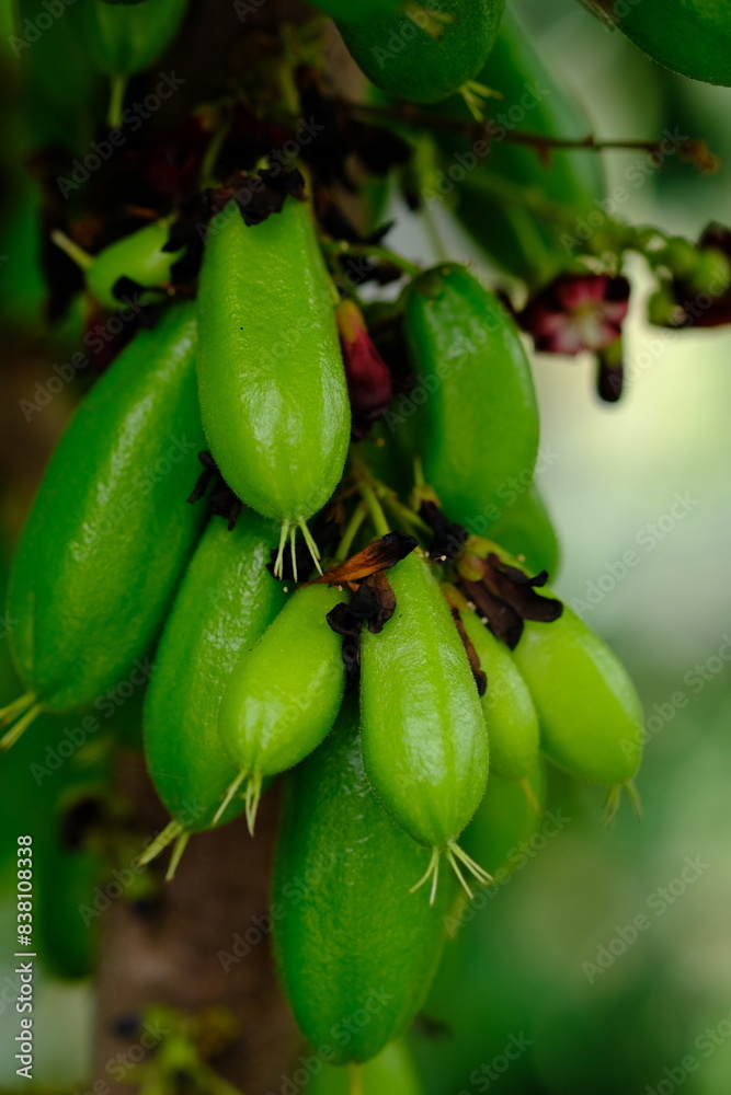 Averrhoa bilimbi is a type of starfruit that has a sour taste and is ...