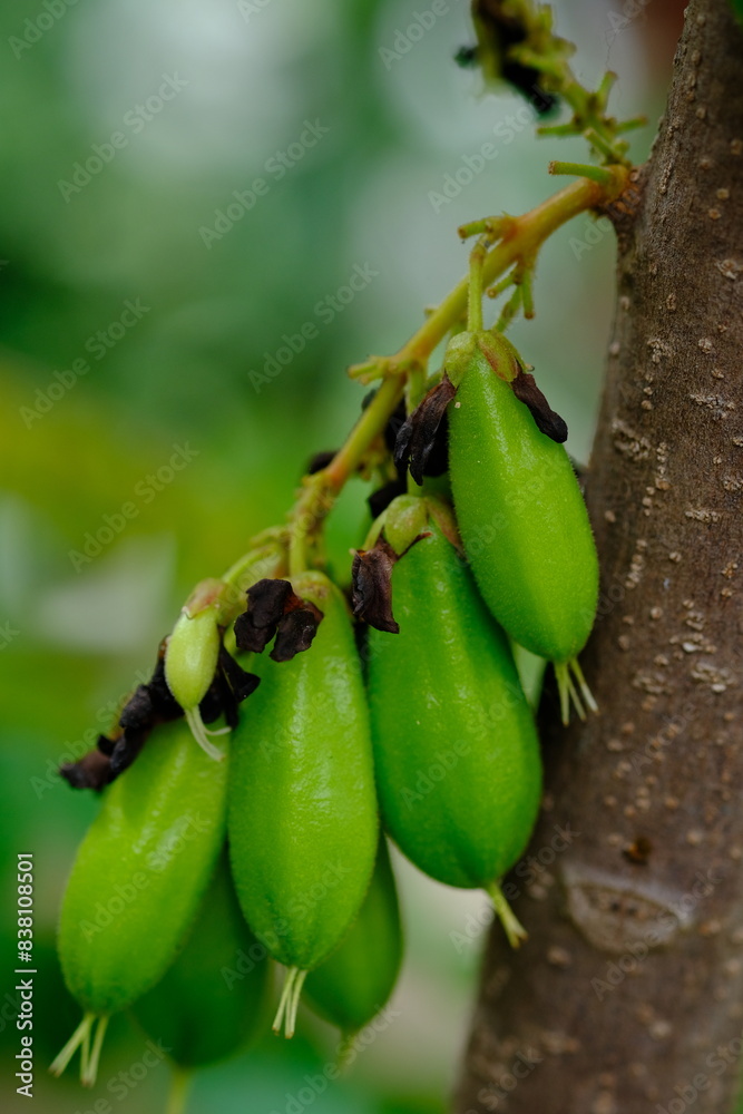 Vegetable starfruit is a type of small tree which is thought to have ...