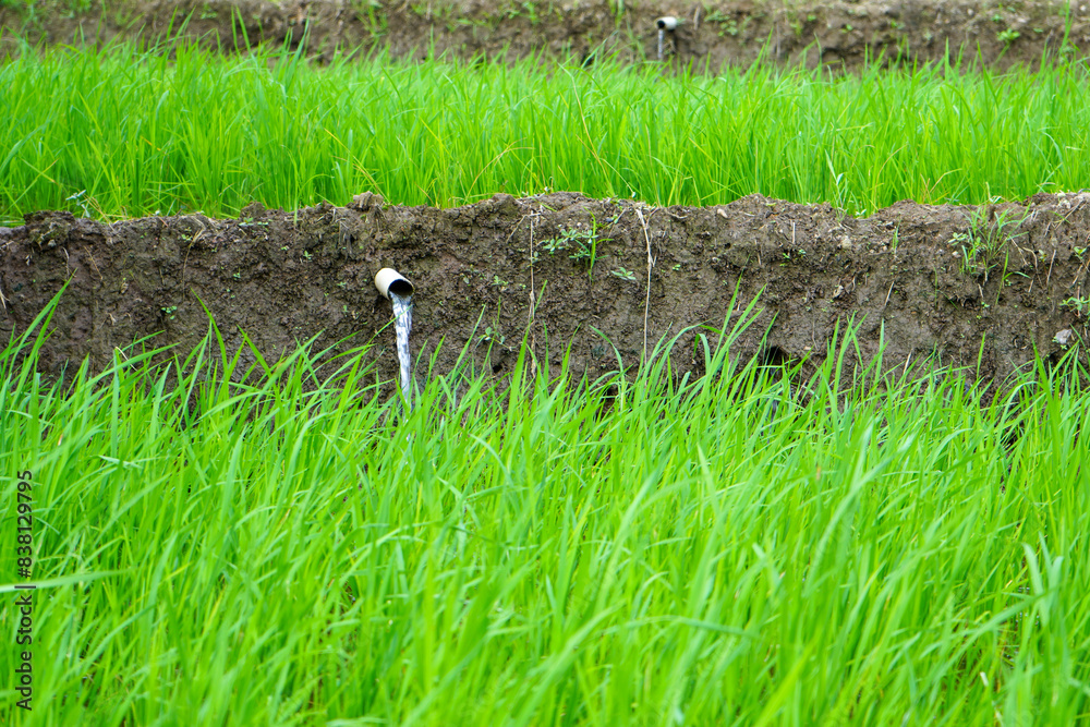 Irrigation of rice fields using pump wells with the technique of ...