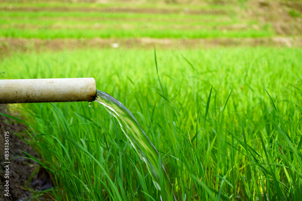 Irrigation of rice fields using pump wells with the technique of ...