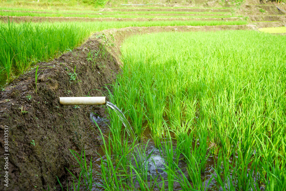 Irrigation of rice fields using pump wells with the technique of ...