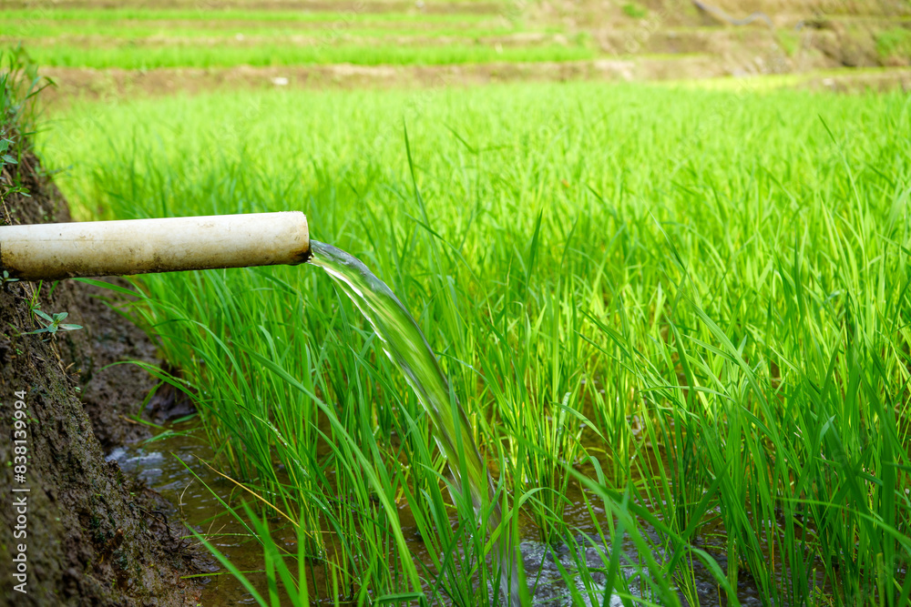 Irrigation of rice fields using pump wells with the technique of ...