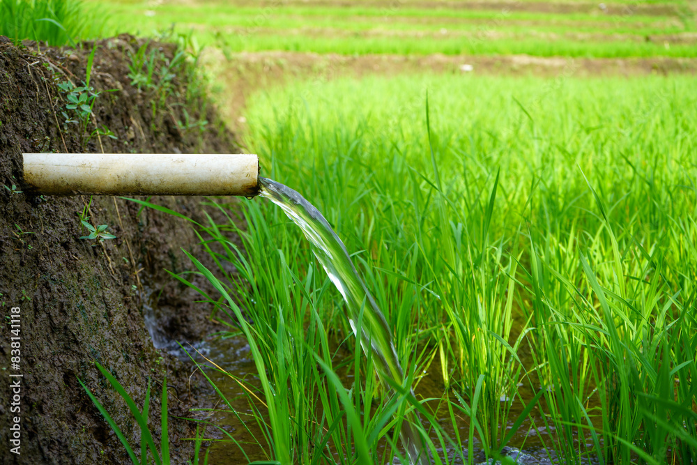 Irrigation of rice fields using pump wells with the technique of ...