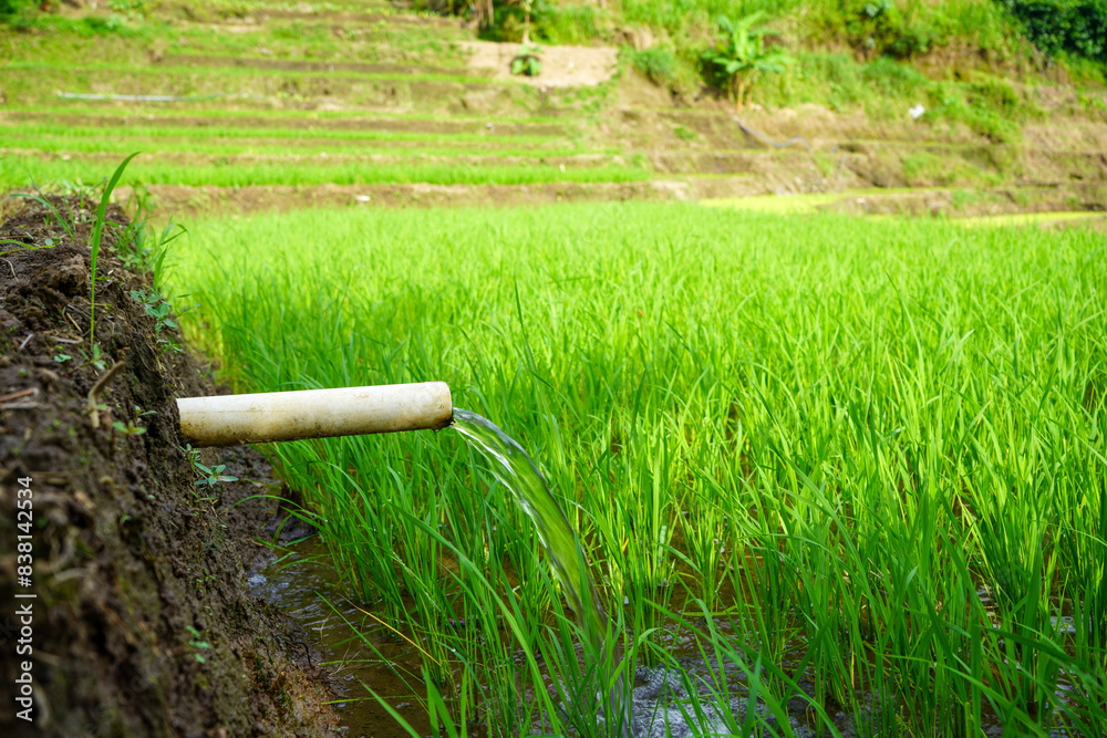Irrigation of rice fields using pump wells with the technique of ...