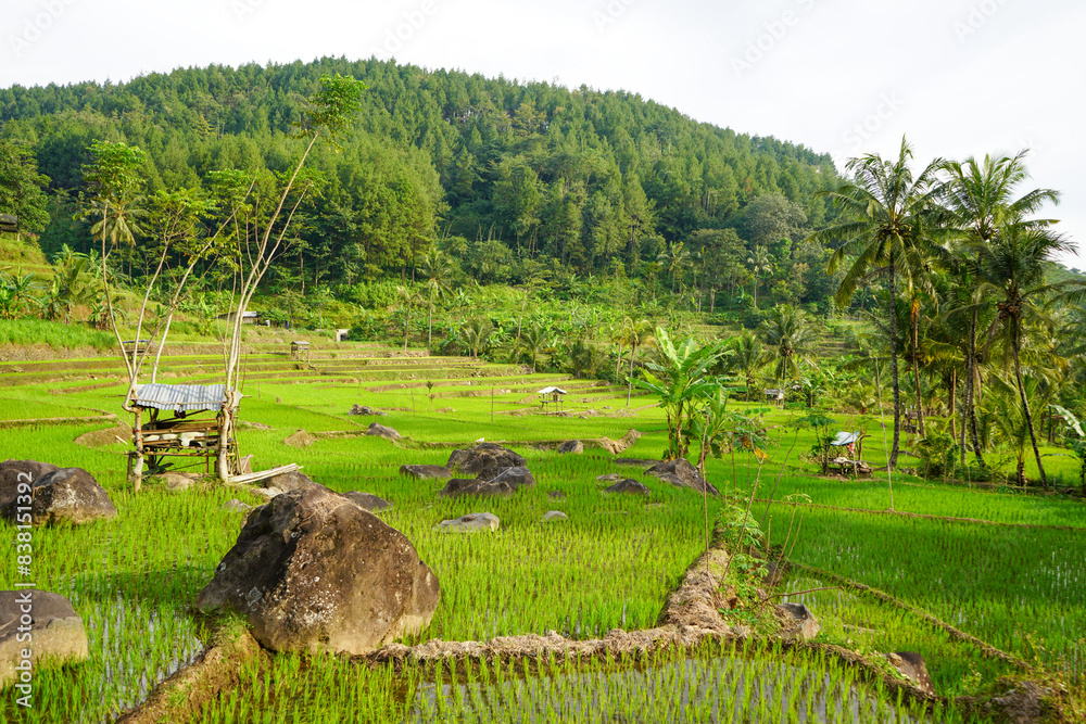 Subak is the water management (irrigation) system for the paddy fields ...