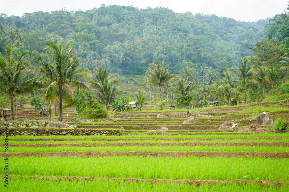 Subak is the water management (irrigation) system for the paddy fields ...