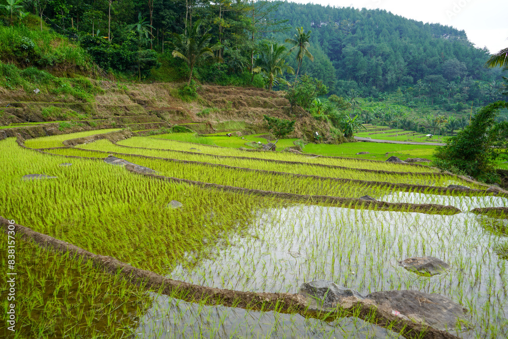 Subak is the water management (irrigation) system for the paddy fields ...