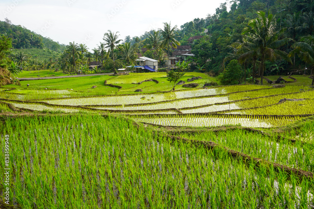 Subak is the water management (irrigation) system for the paddy fields ...