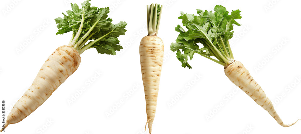 Parsnip isolated on transparent background, Parsnip png no background ...