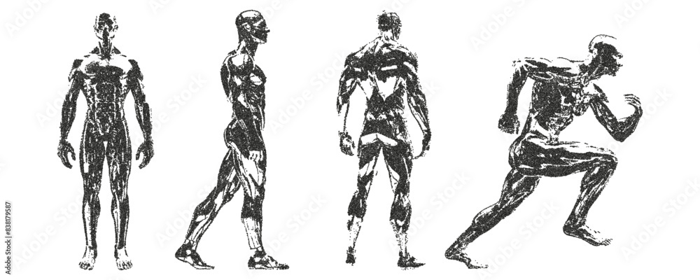 The human body with front, back, side views, and a dynamic running pose ...