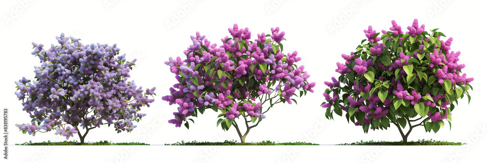 Lilac tree in different stages of blooming, realistic photo shoot on ...