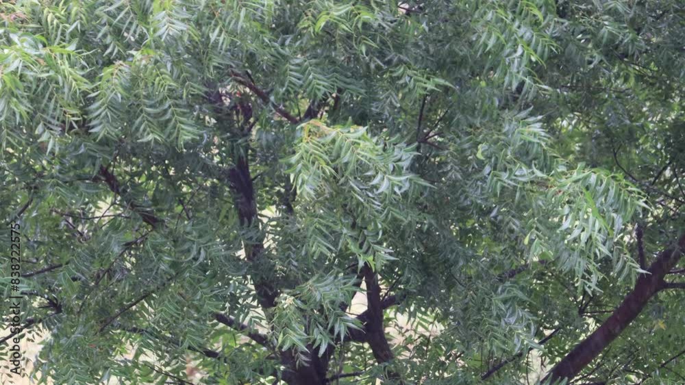 rain falling on Neem tree (Azadirachta indica). Rain Drops, Heavy Rain ...