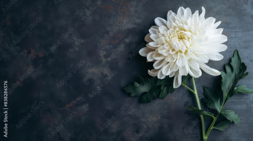 somber mourning background with white chrysanthemum flower and copy ...