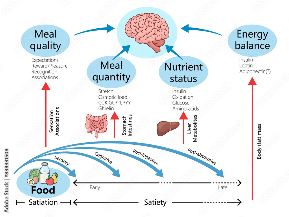Diagram explaining the relationship between meal quality, quantity ...