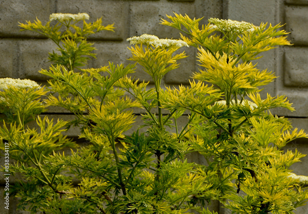 Bez czarny, dziki bez czarny (Sambucus nigra), czarny bez odmiana ...