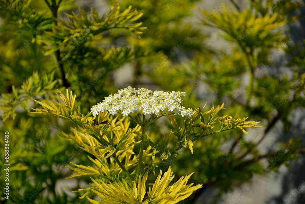Bez czarny, dziki bez czarny (Sambucus nigra), czarny bez odmiana ...
