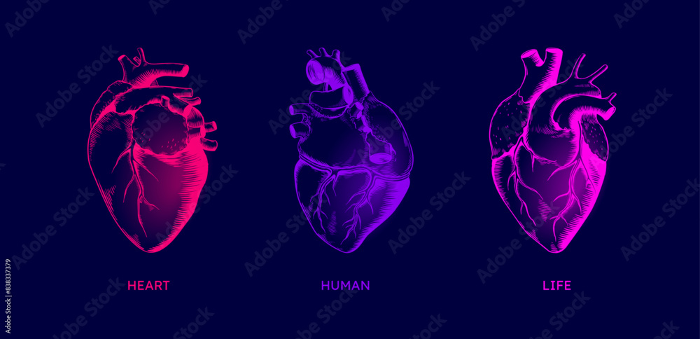 Anatomy heart. Human cardiology organ. Science body line art. Medical ...