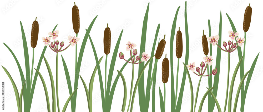 lesser bulrush and flowering rush, narrowleaf cattail, reedmace, vector ...