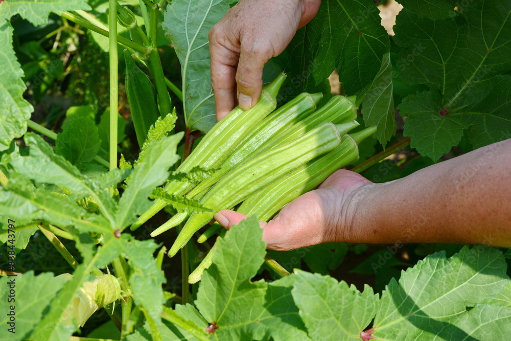Close up of ladyfingers vegetable on hand. Close up of Okra .Lady ...