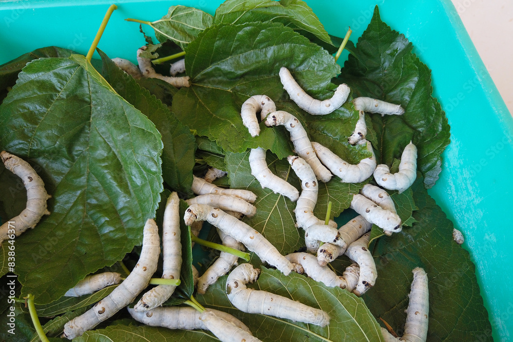 Adult Larvae or caterpillar of Silk worm feeding on Mulberry leaves in ...