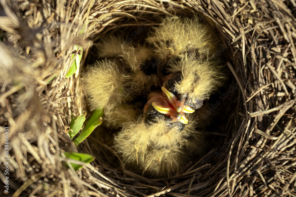 Brothers in developing feathers. A nestful of newborn baby birds rest ...