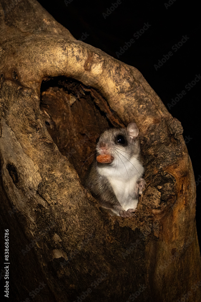 Got the Goods. Southern Flying Squirrel (Glaucomys volans) emerges from ...