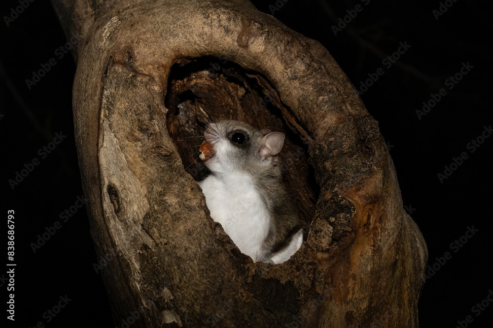 Framed in a cavity, Southern Flying Squirrel forages an acorn in the ...