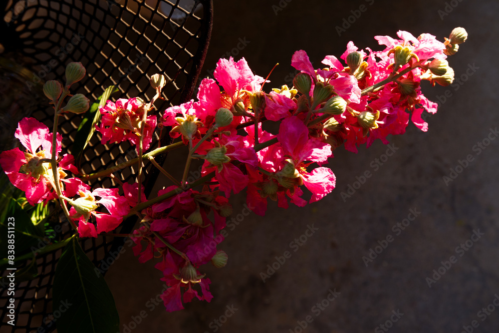 Lagerstroemia floribunda or Thai crape myrtle with sunlight during ...