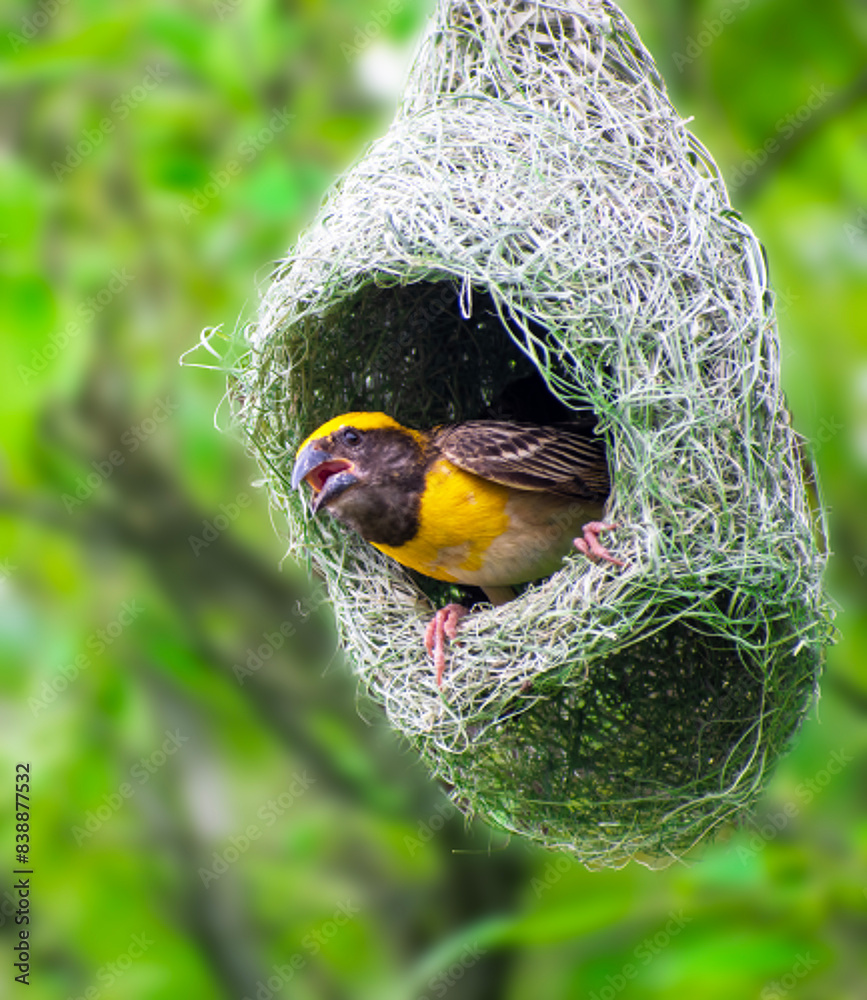 Baya weaver bird (male) building its nest in full swing. The bright ...