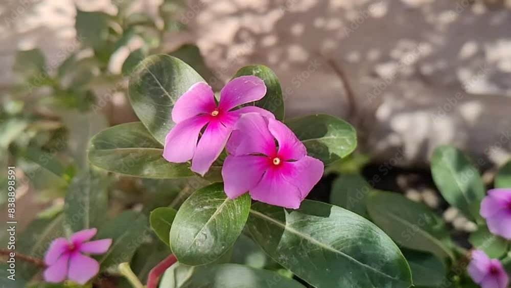 Close up catharanthus roseus purple flower is swayed by wind, commonly ...