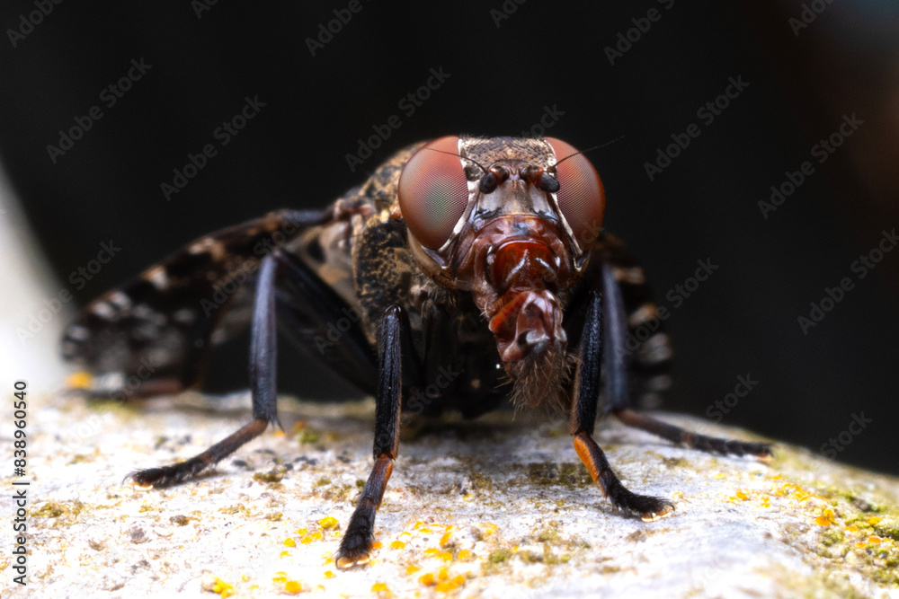 Detail of the eyes and proboscis of a Platystoma seminatis also known ...