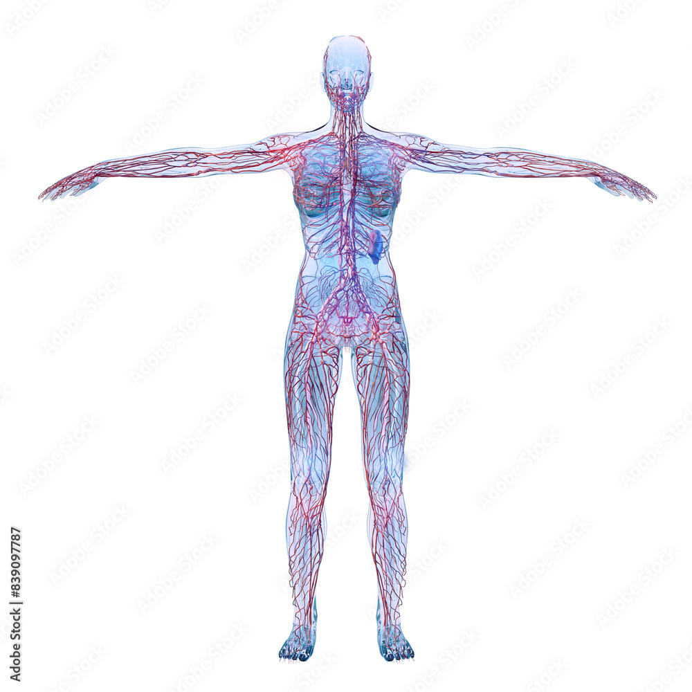 Human lymphatic system anatomy: immune lymph nodes, spleen, circulatory ...