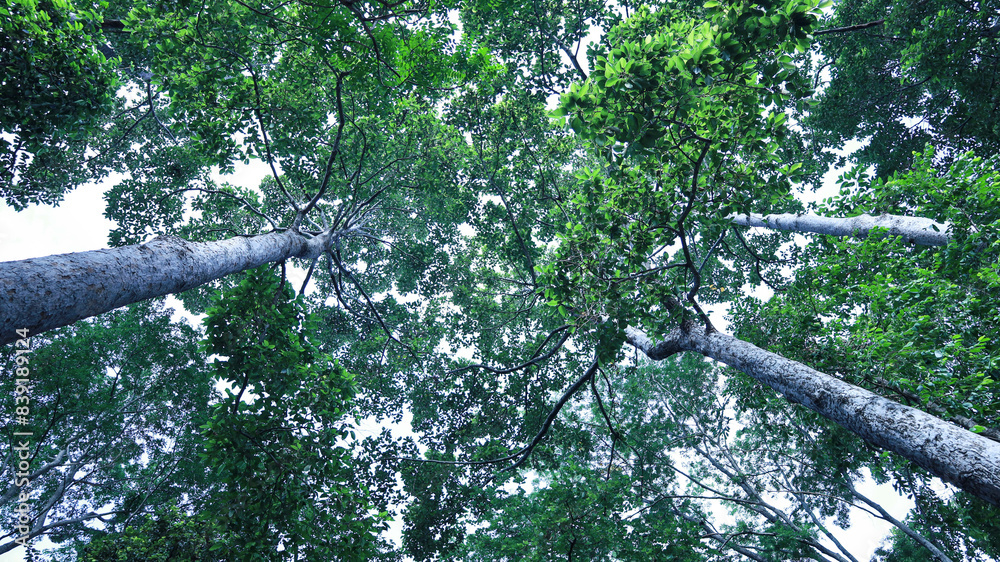Forest view from below. Yang Na tree with branches and green leaves ...