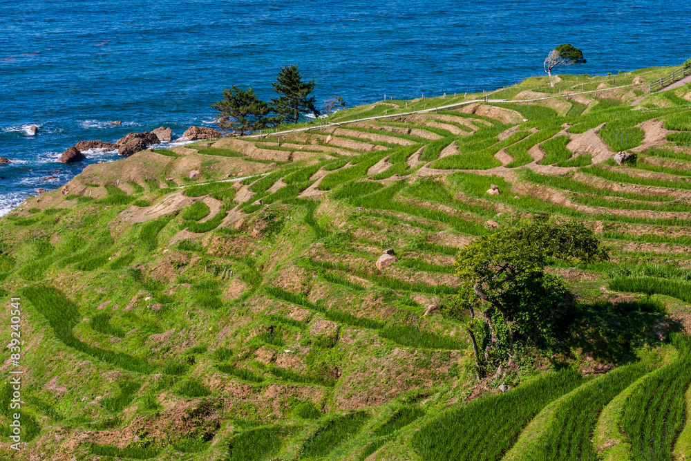 石川県 白米千枚田 初夏の輪島市棚田 Stock Photo | Adobe Stock