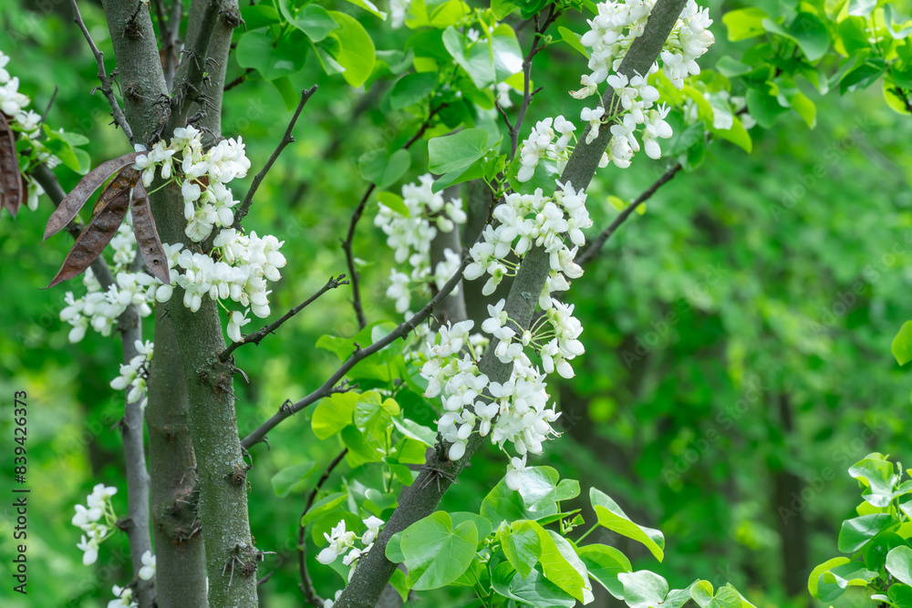 White flowers cercis chinensis shirobana bloom in garden. Deciduous ...