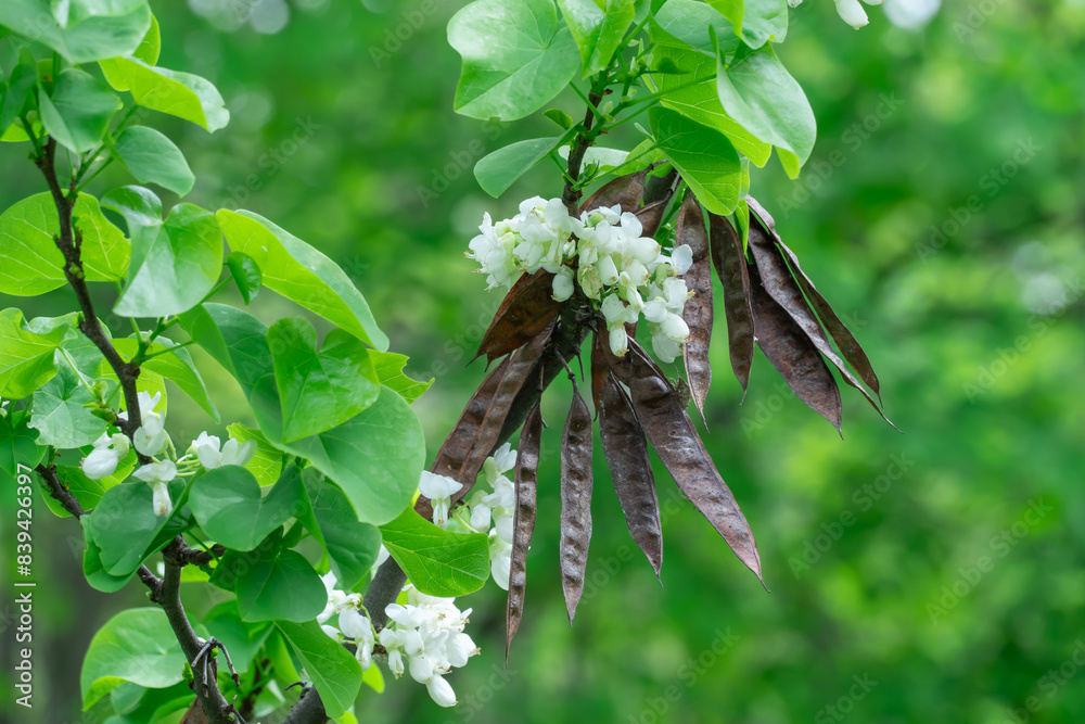 White flowers cercis chinensis shirobana bloom in garden. Deciduous ...