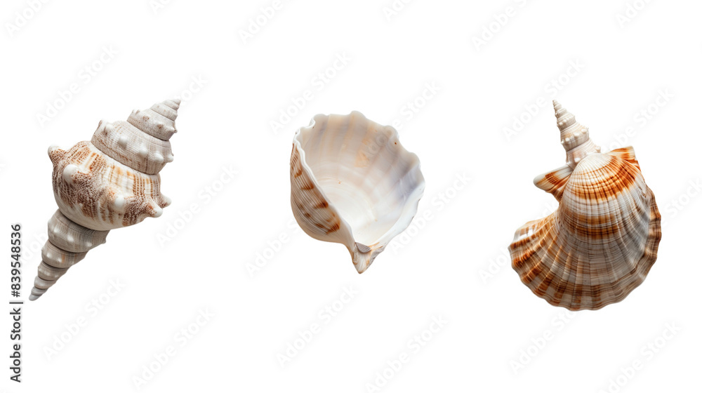 Poster different types of shells on a plain white background with no ...