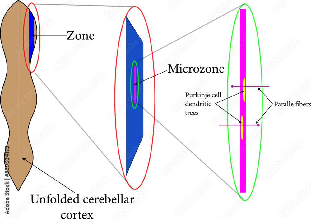 Schematic illustration of the structure of zones and microzones in the ...