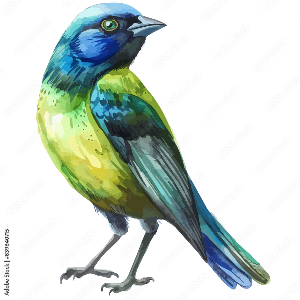 Watercolor painting of a paradise tanager bird, isolated on a white ...