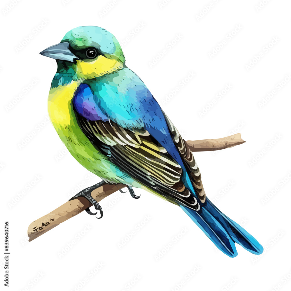Watercolor vector of a paradise tanager bird, isolated on a white ...