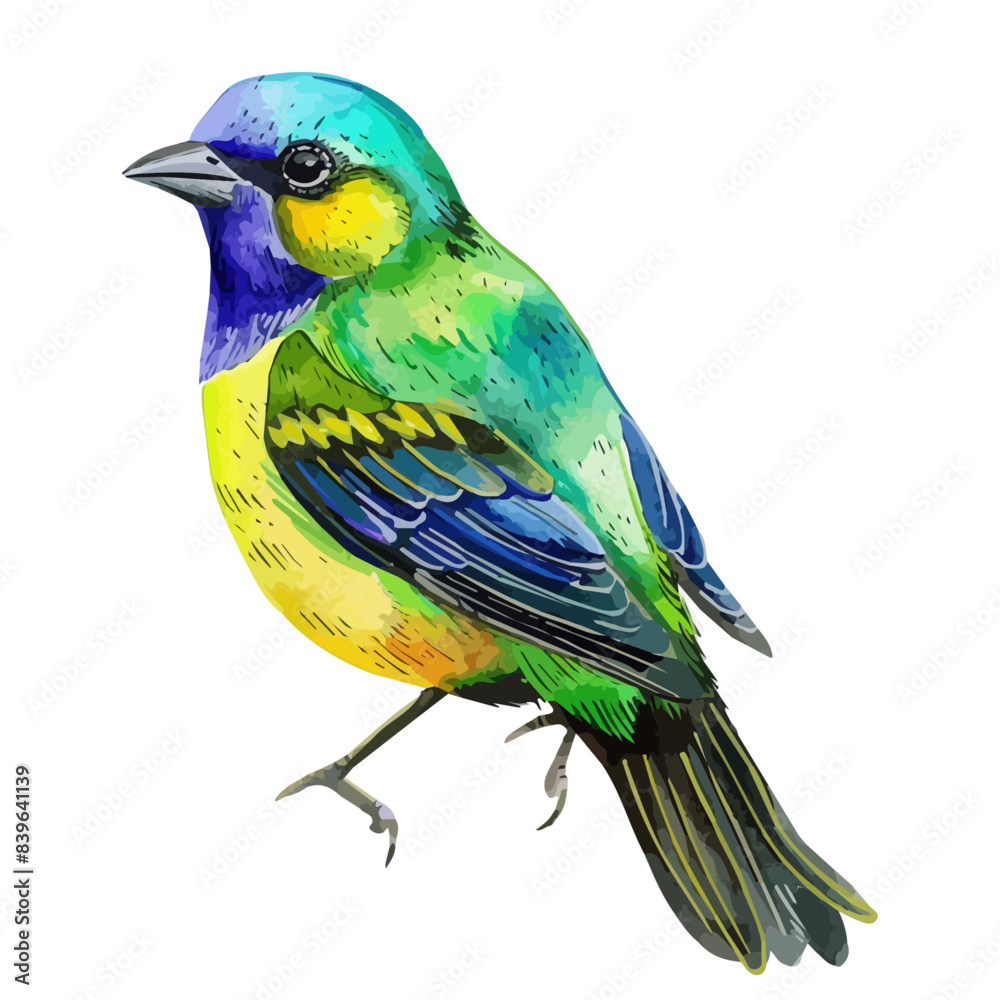Watercolor Vector painting of a paradise tanager bird, isolated on a ...