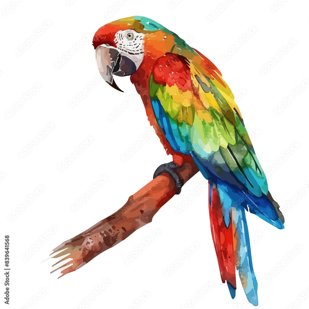 Watercolor Illustration painting of a parrot, isolated on a white ...